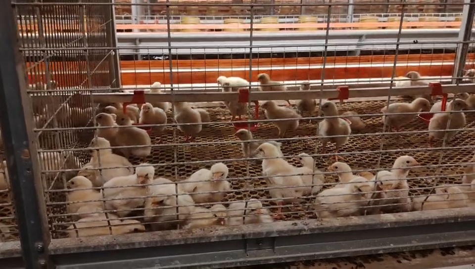 chicken Object Detection Model by Egg Datase