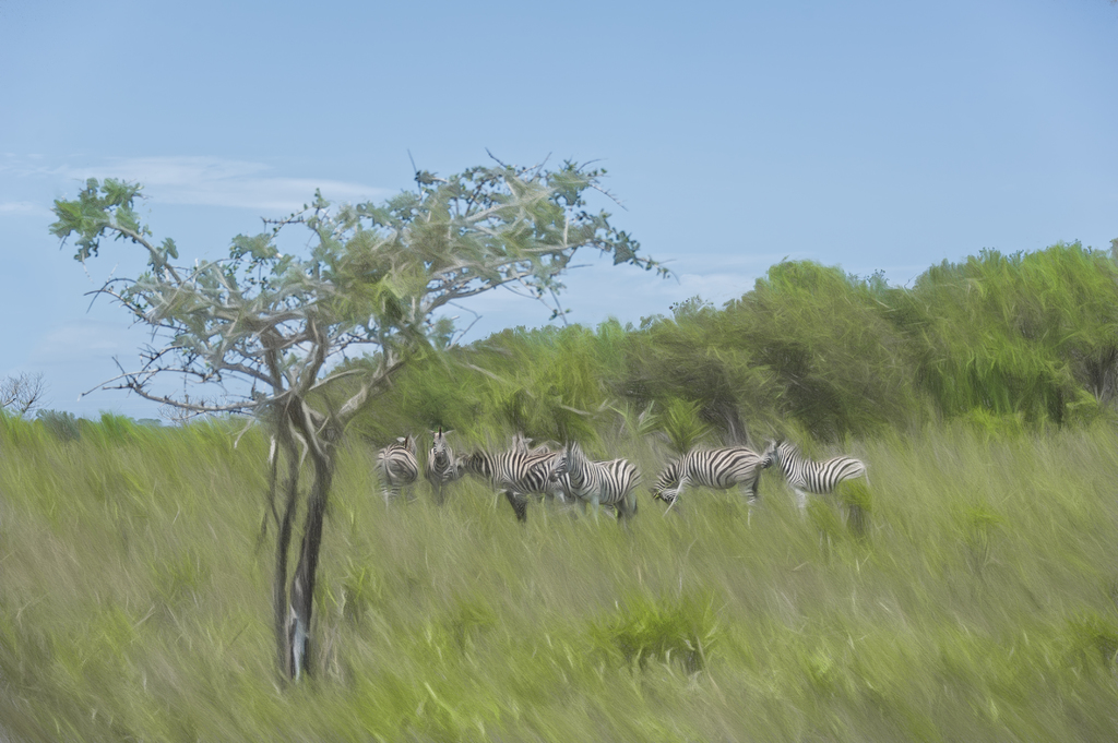 african-animals-dataset Object Detection Dataset by uaohomeworks
