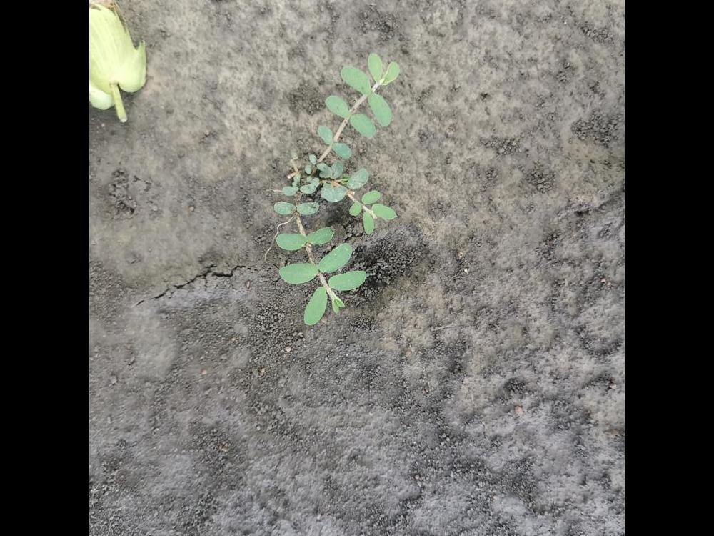 wewe - Roboflow Universe