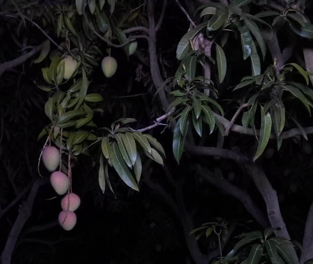 mm Instance Segmentation Dataset by wewe