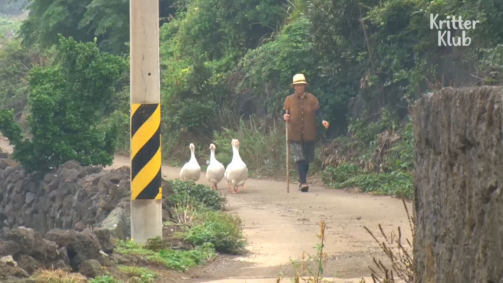 Projek simantic segmentasi Angsa Semantic Segmentation Dataset by DZAKY FAISHALARIQ