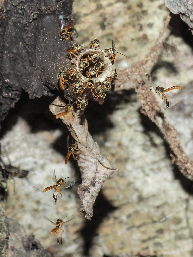 Abelhas Object Detection Dataset And Pre Trained Model By Tcc Wsio Coelho