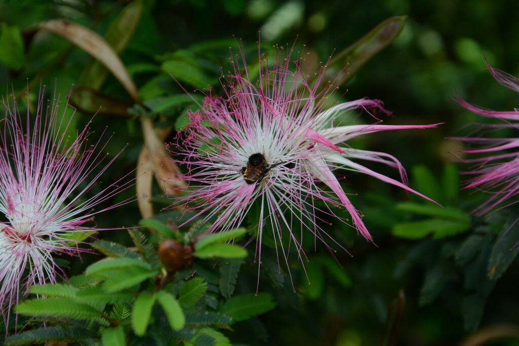 Bee Models Object Detection Model By Tcc Wsio Coelho