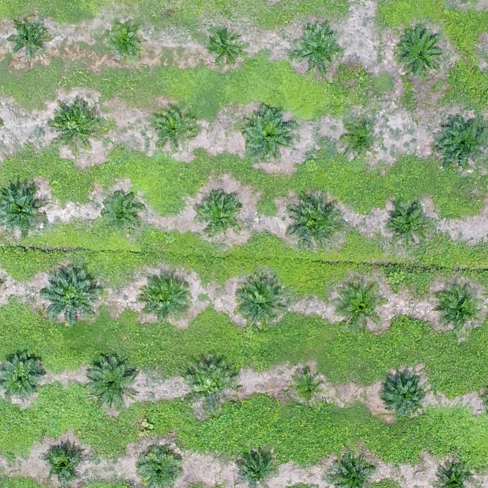 Oil Palm Plantation Object Detection Dataset By Object Detection