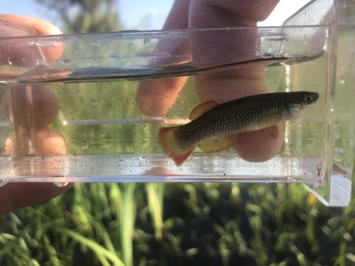 How to Use the Fishnet Object Detection API