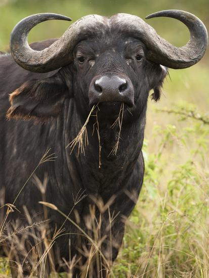 African Wildlife Detection Object Detection Dataset And Pre Trained