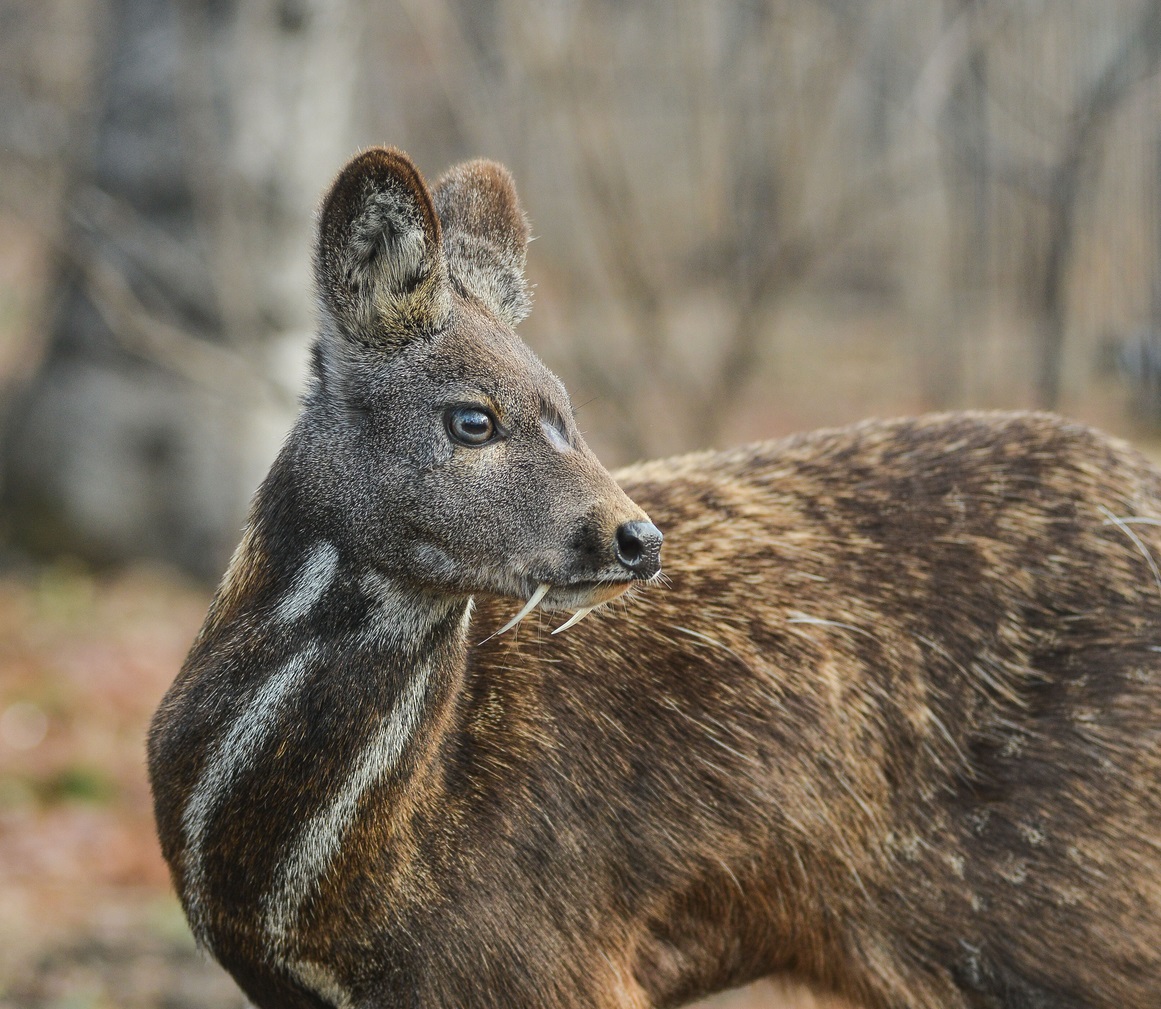 XD Object Detection Dataset by susyapusya