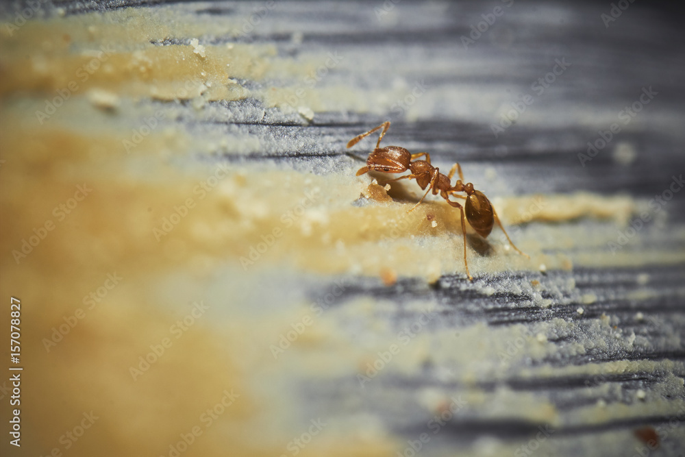 red-ant Object Detection Model by Project