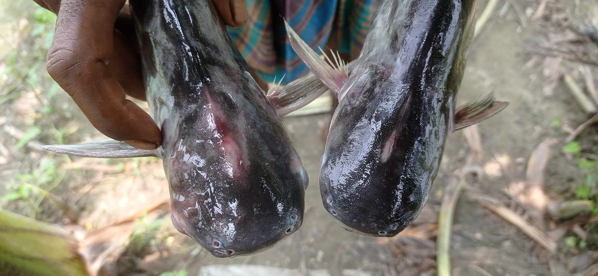 Pangasius fish Instance Segmentation Dataset by Fish