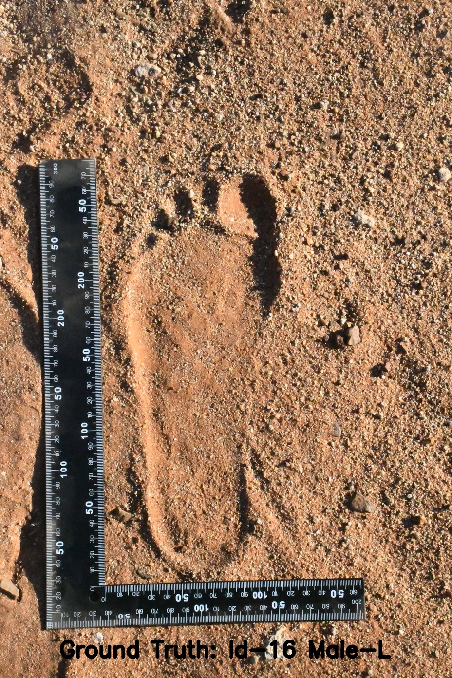 Bbox sandy soil Object Detection Dataset by wazha