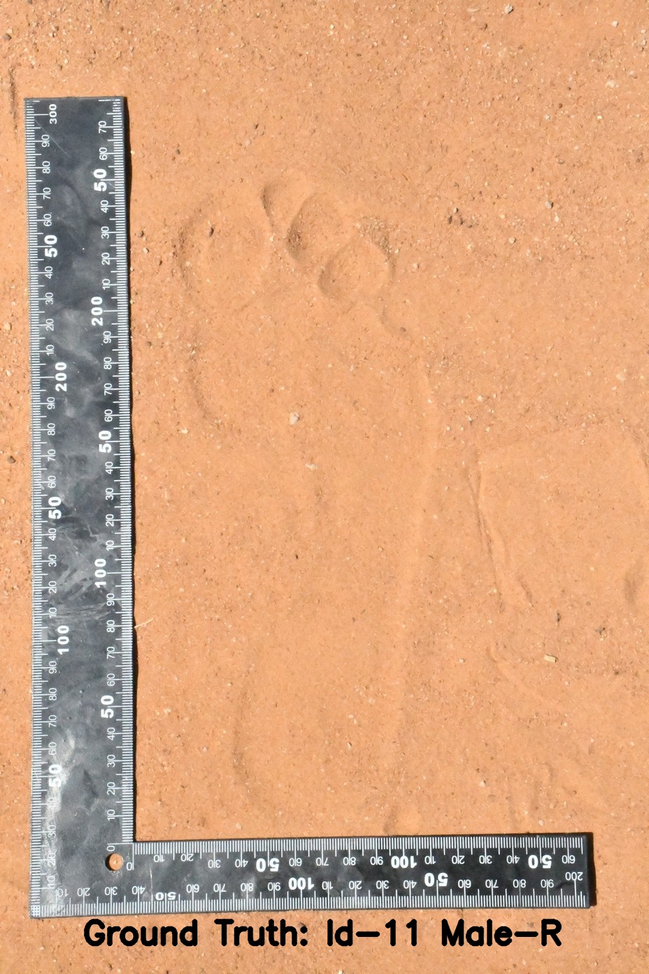 Segmentation soft soil Instance Segmentation Dataset by wazha