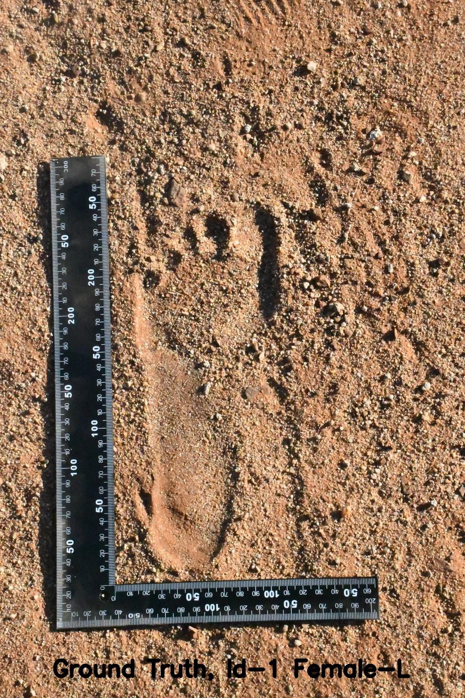 bbox project Object Detection Dataset by wazha