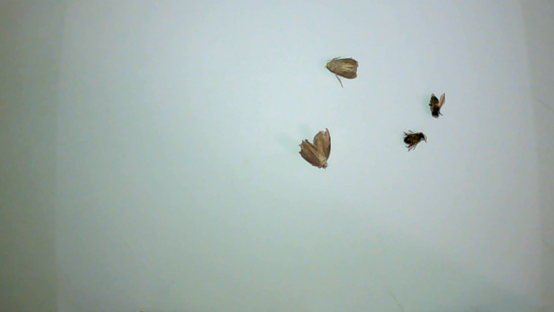 Wax Moth Detector 2 Object Detection Dataset and Pre-Trained Model by CARL