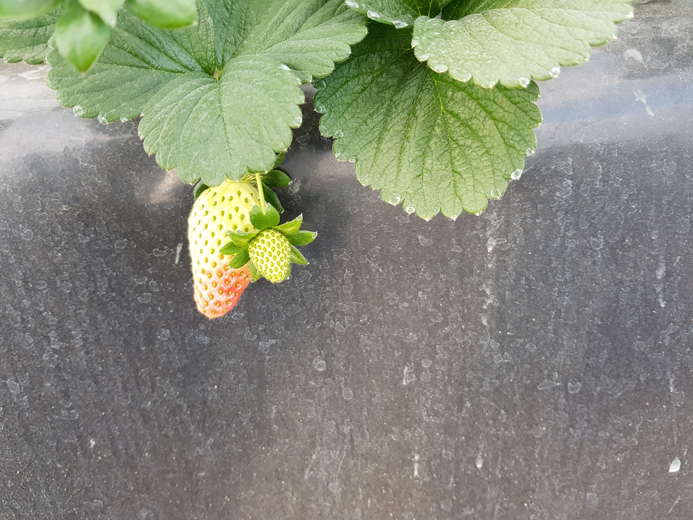 Strawberry Fruit and Leaf Ripeness and Disease Object Detection Dataset and Pre-Trained Model by ...