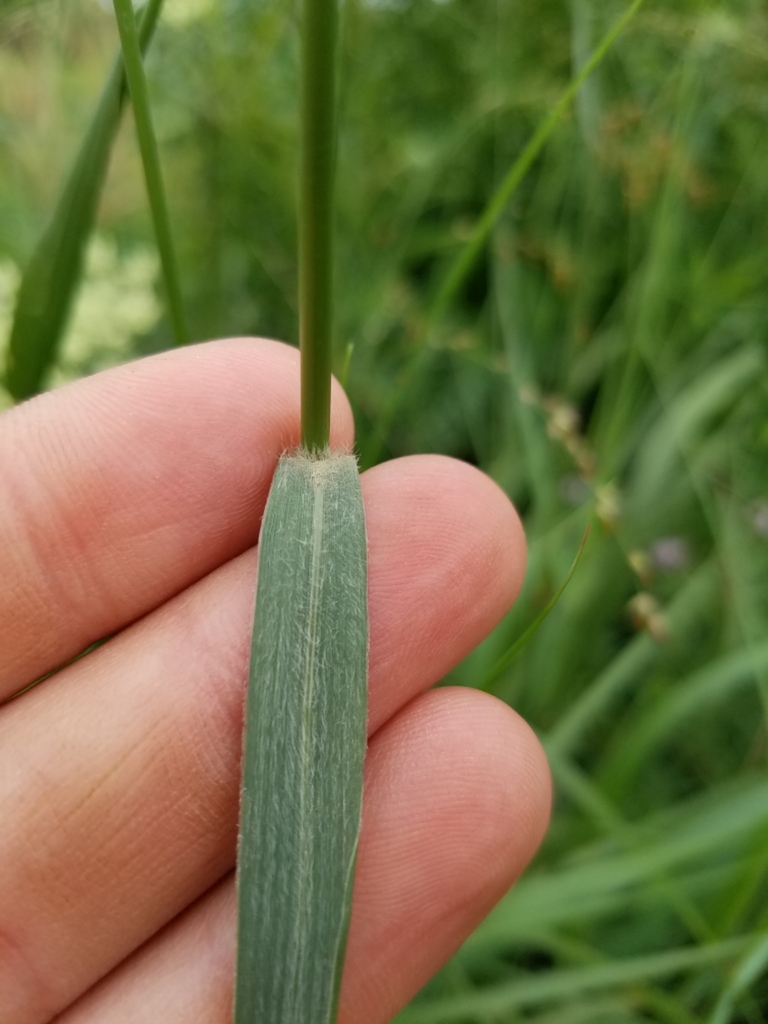 switchgrass anther simple Object Detection Dataset and Pre-Trained ...