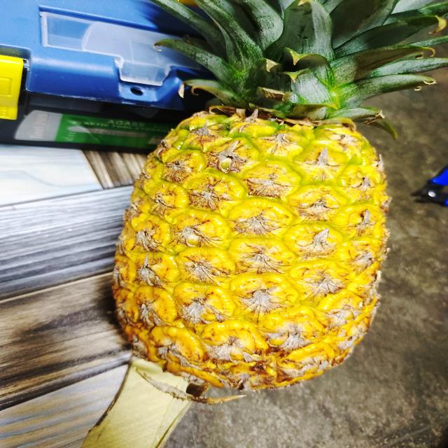 Pineapple Classification Classification Dataset by Krainne