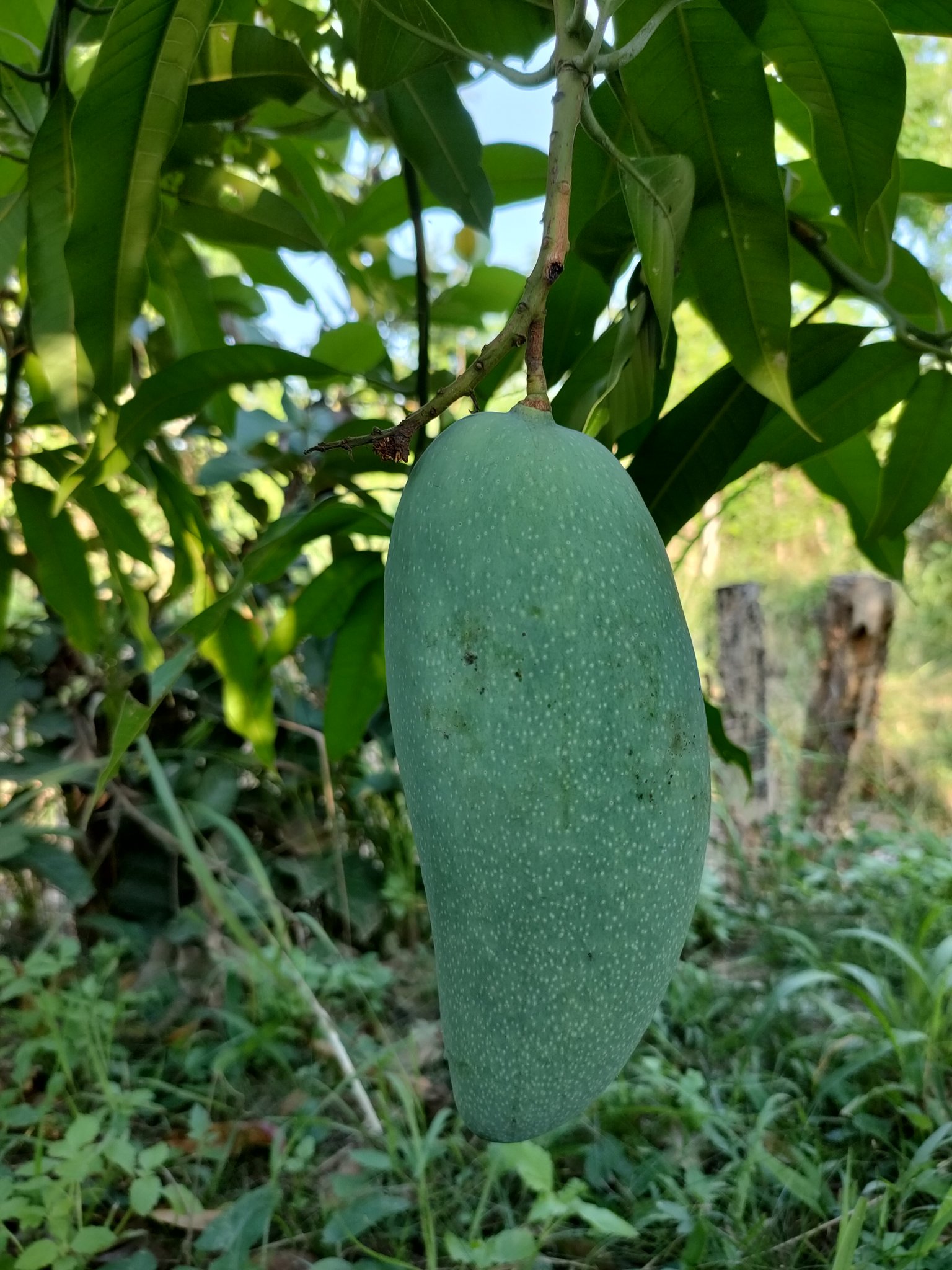 mango1 Object Detection Dataset by new-workspace-b3mpu