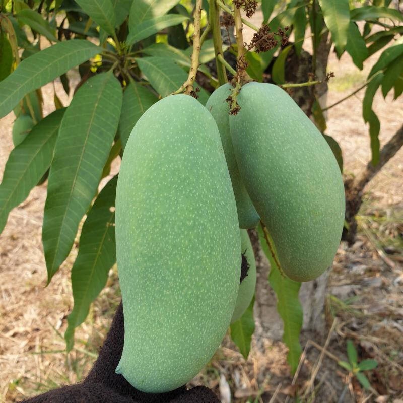 mango Object Detection Dataset by new-workspace-b3mpu