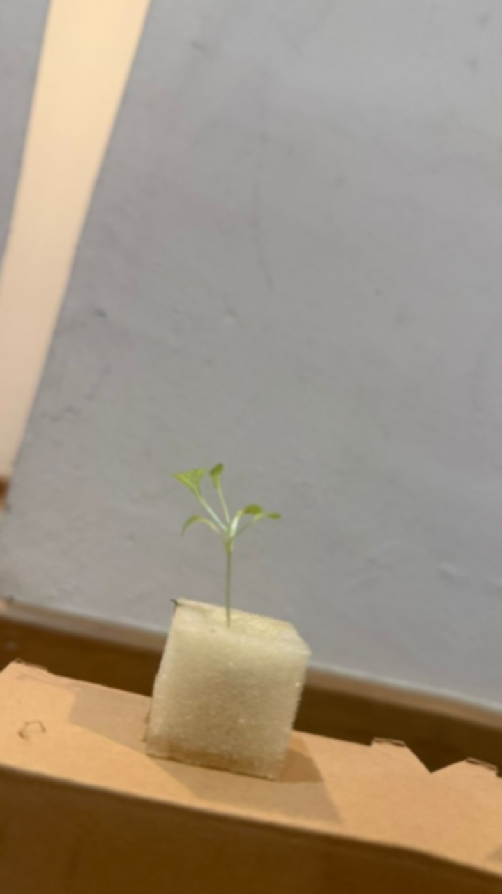 plant growth monitor Classification Model by nexo