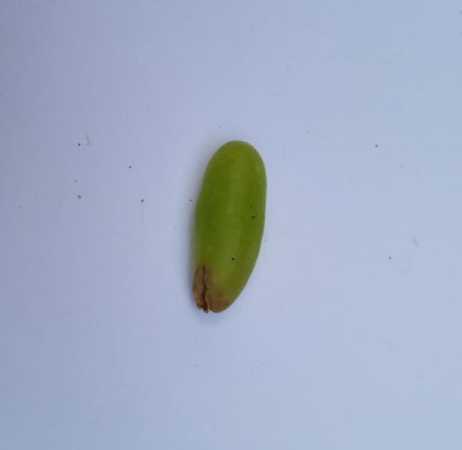 fruit detector v2 Object Detection Model by Long cv