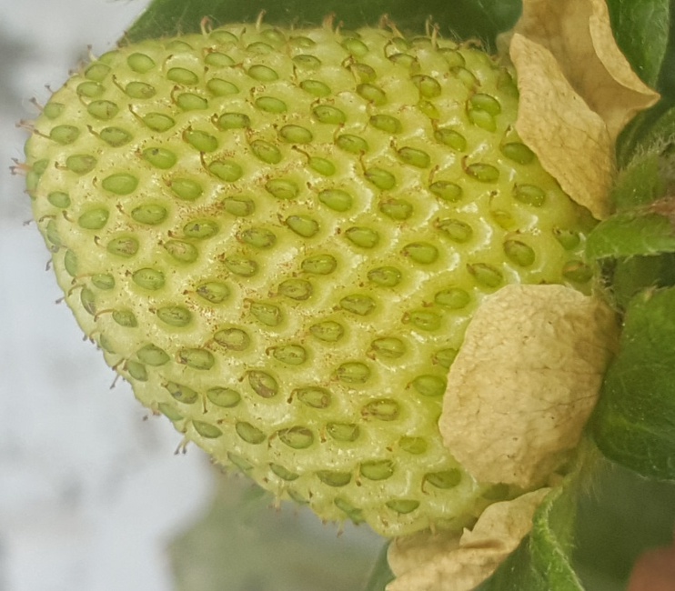strawberries shelf life Classification Dataset by Long cv