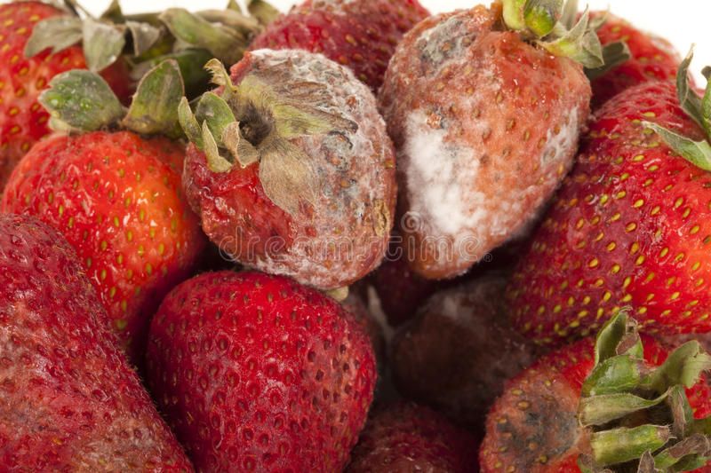 strawberries shelf life Classification Model by Long cv