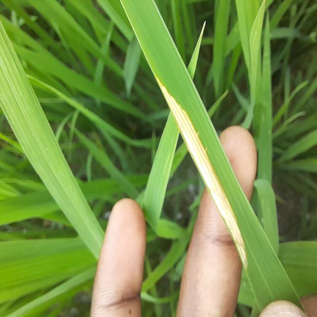 rice leaf Object Detection Model by SathvikaParava