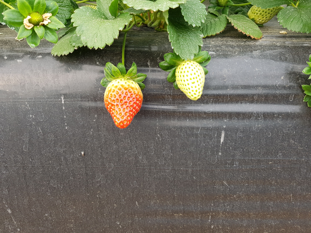 Strawberry Harvesting Robot Object Detection Dataset by workspace