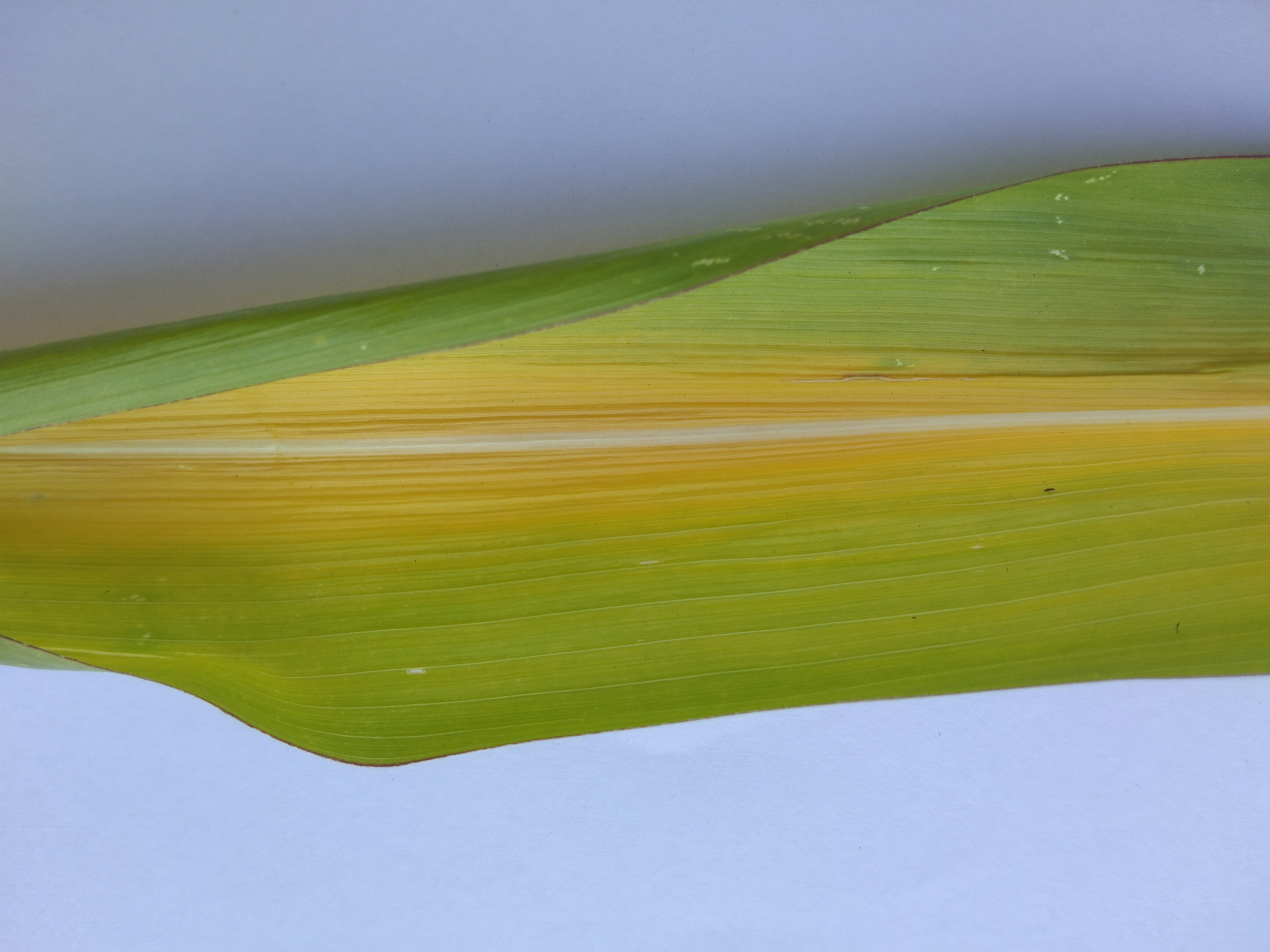 Corn Leaf Disease Detection Object Detection Model (v9, 2025-05-10 12 ...
