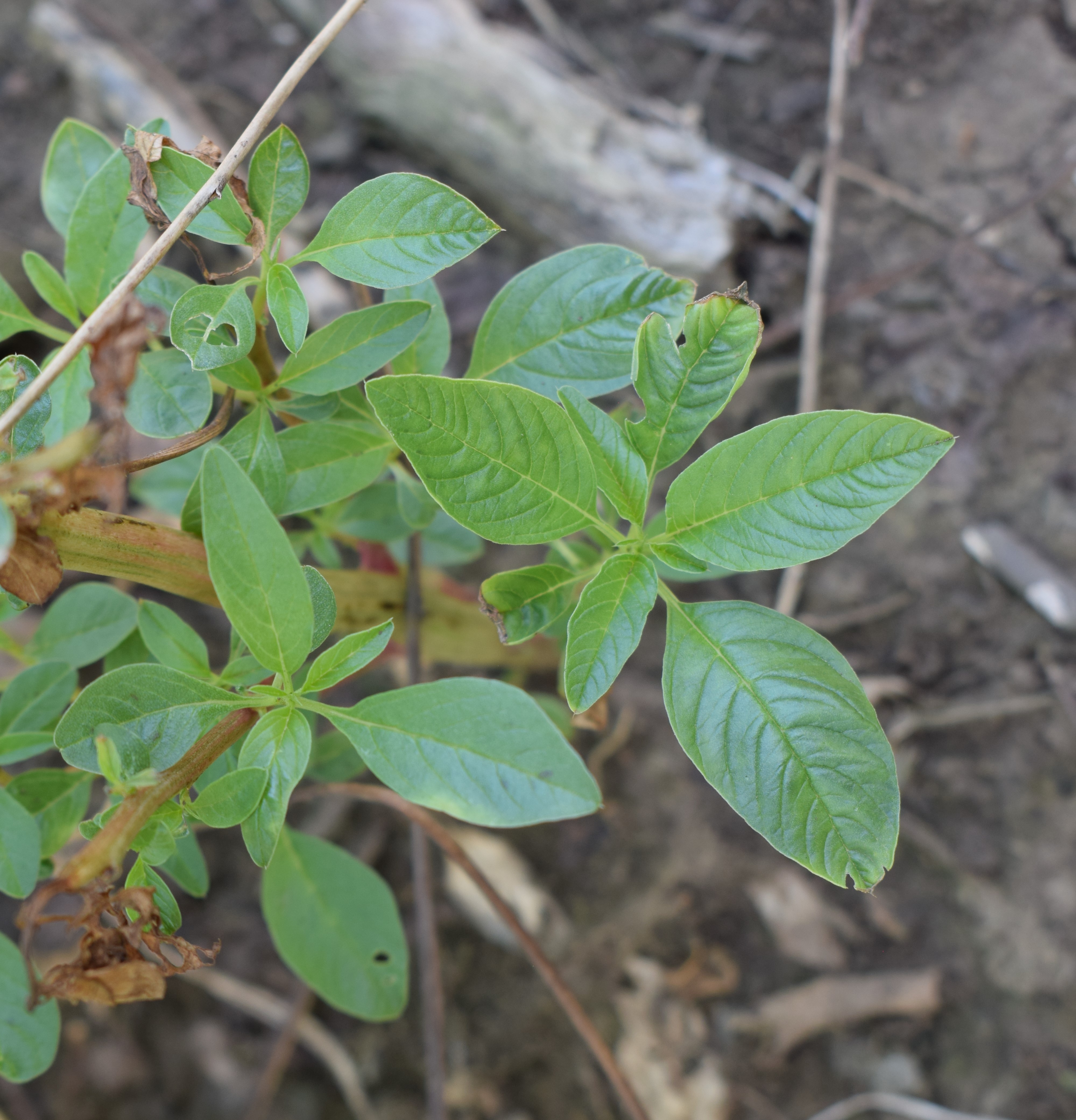 Cotton Weed Detection Object Detection Model by Final Year Project