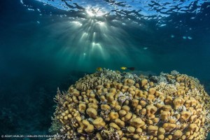 Coral Classification Classification Dataset and Pre-Trained Model by DS06