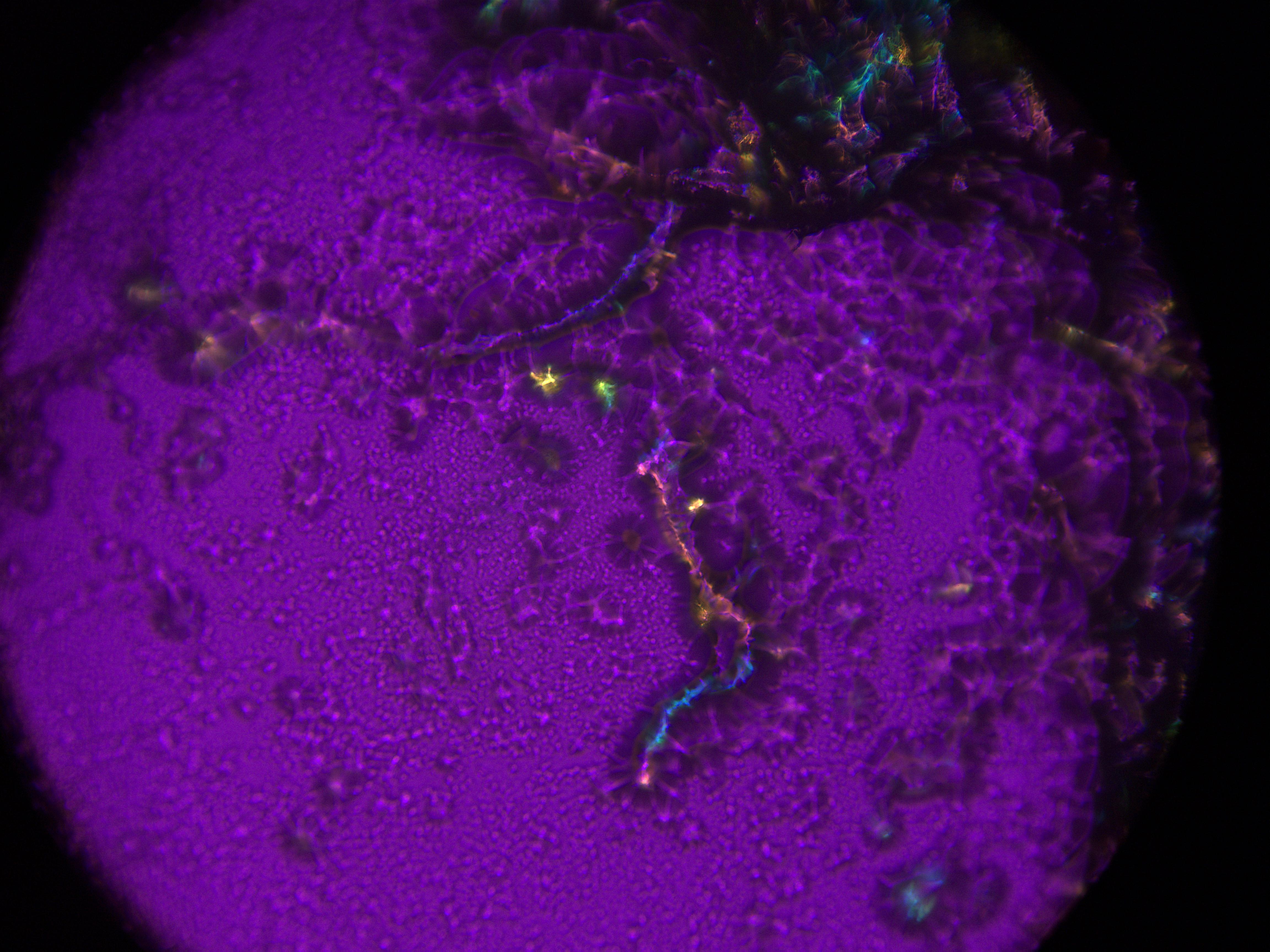 PLM asbestos seg Semantic Segmentation Dataset by Asbestos Research