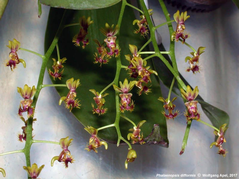 Skripsi Andi Irham Roboflow Universe