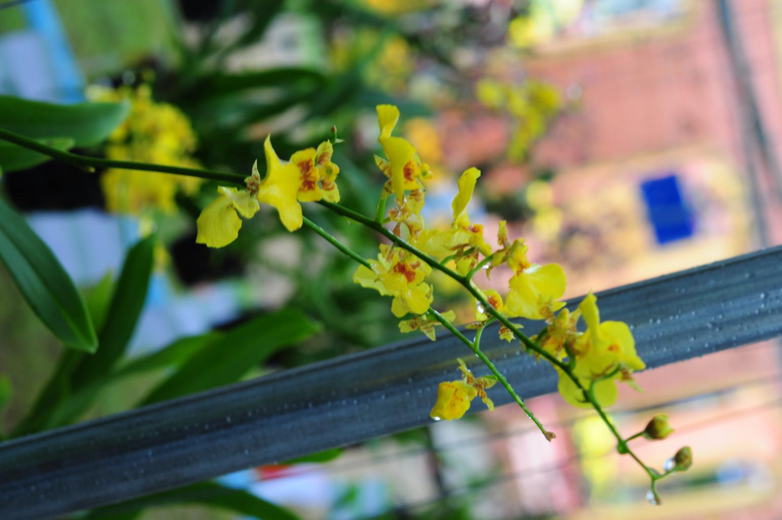 Orchids Classification Classification Dataset And Pre Trained Model By