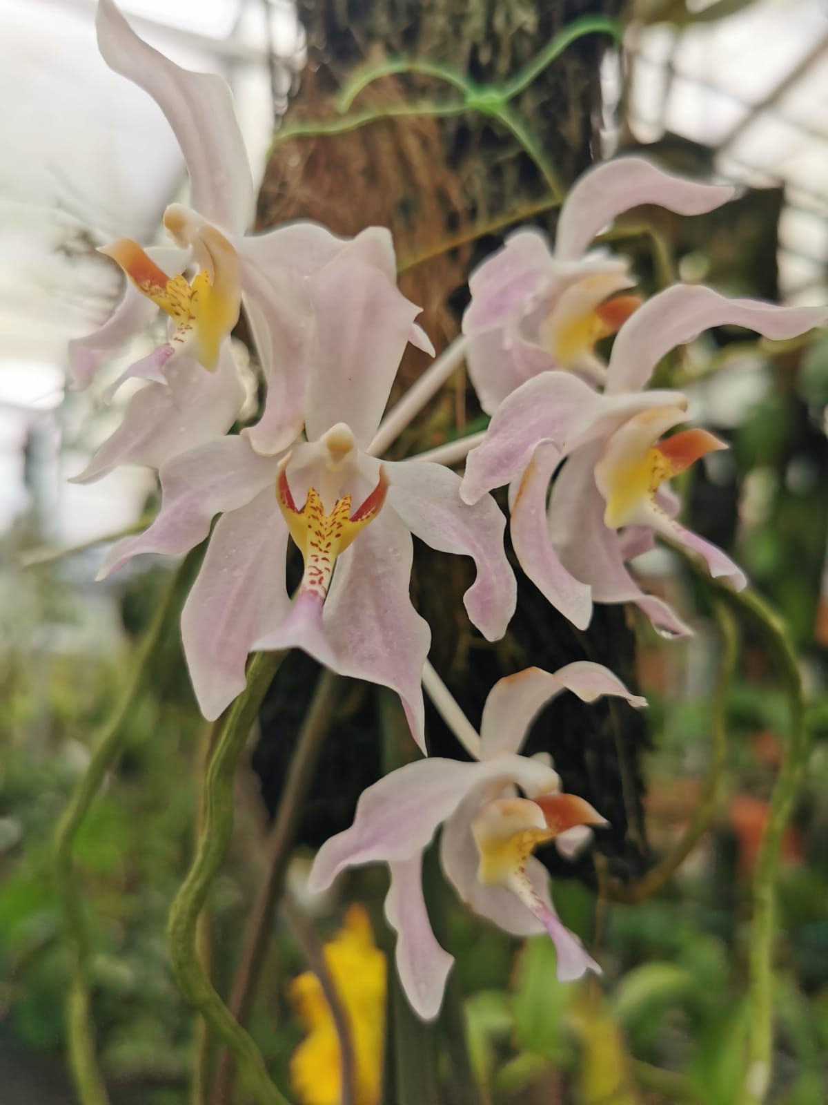 Orchid Flower Detection Object Detection Dataset And Pre Trained Model