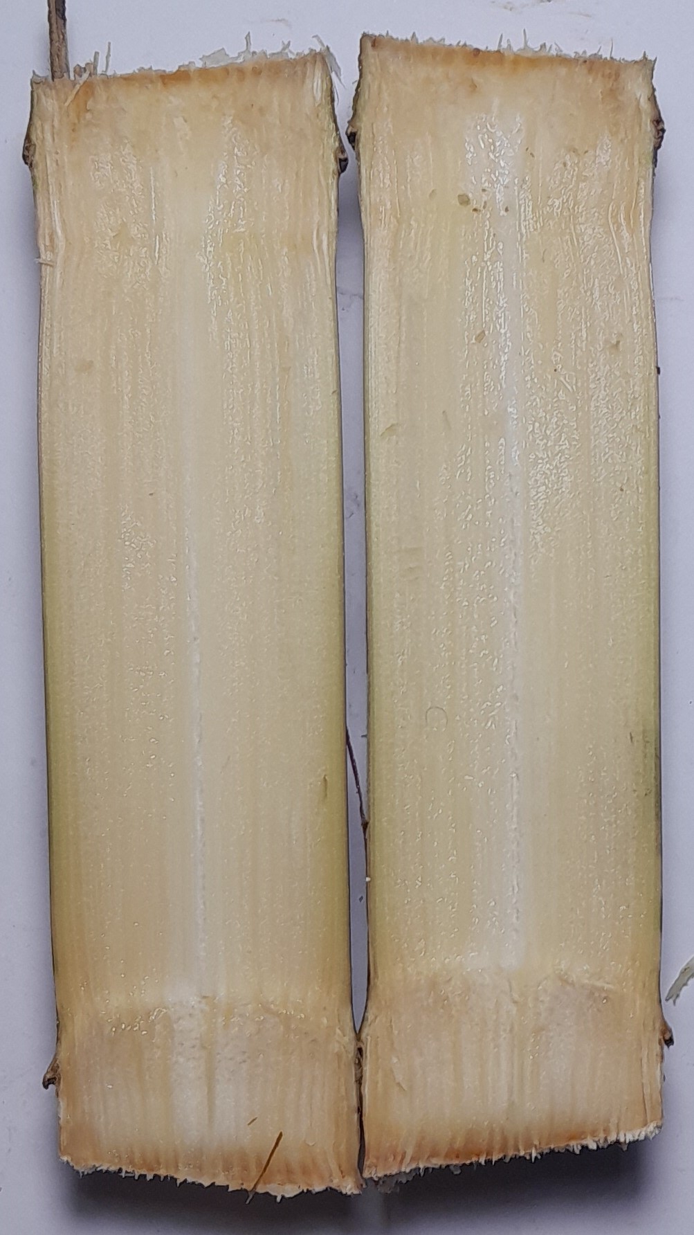 Klasifikasi Brix D2P Classification Dataset by Data Tebu