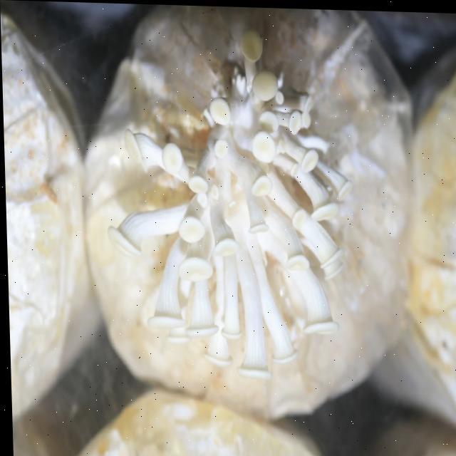 Disease Mushroom Object Detection Model By Fungi Buster