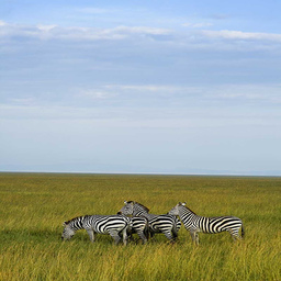 Zebra Object Detection Model by COS 791