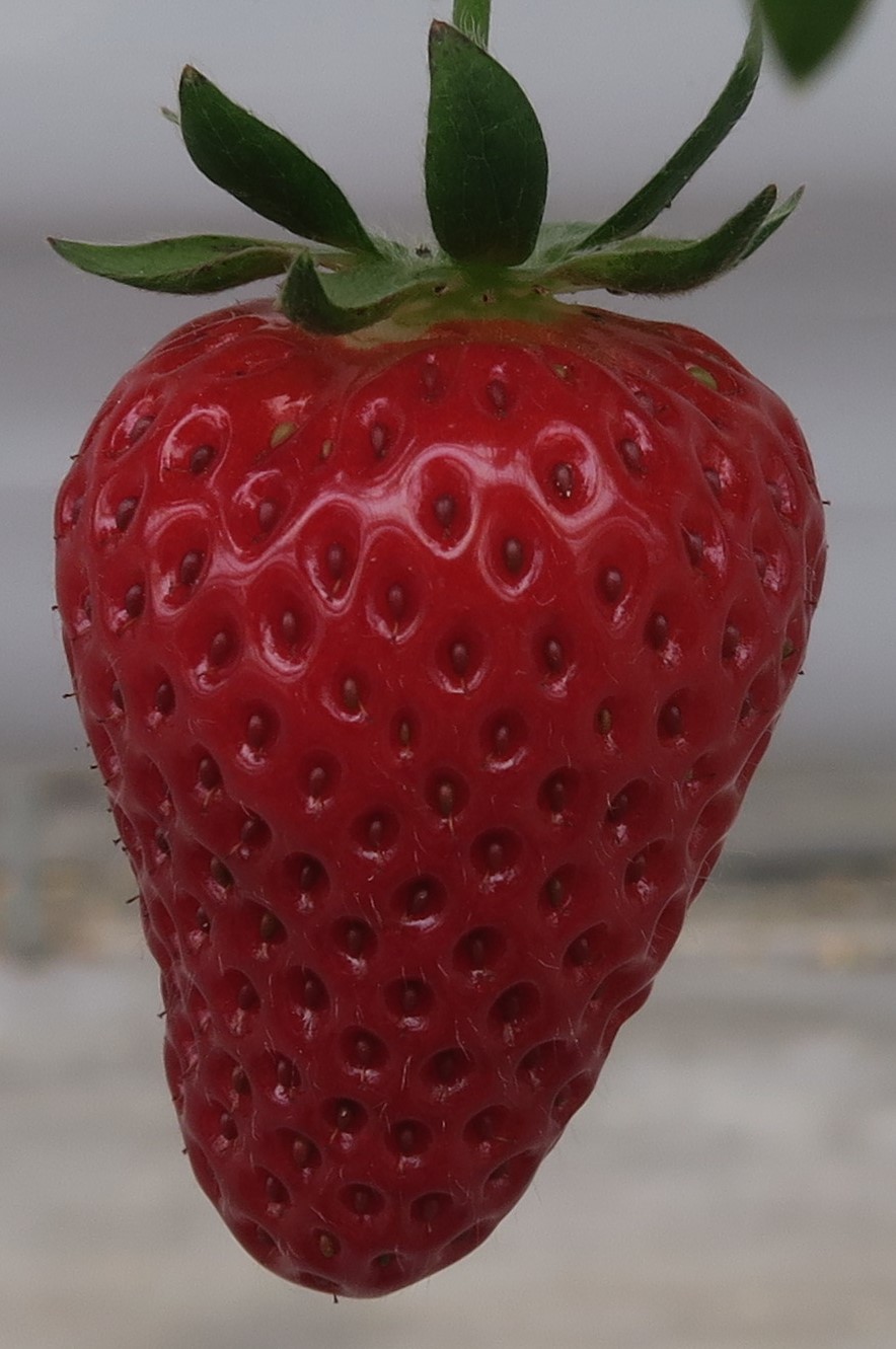 Maturity Object Detection Dataset V7 2025 04 28 1 26pm By Ibsp