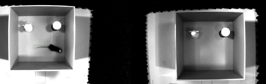 S1 mouse behavior Instance Segmentation Dataset by ssa