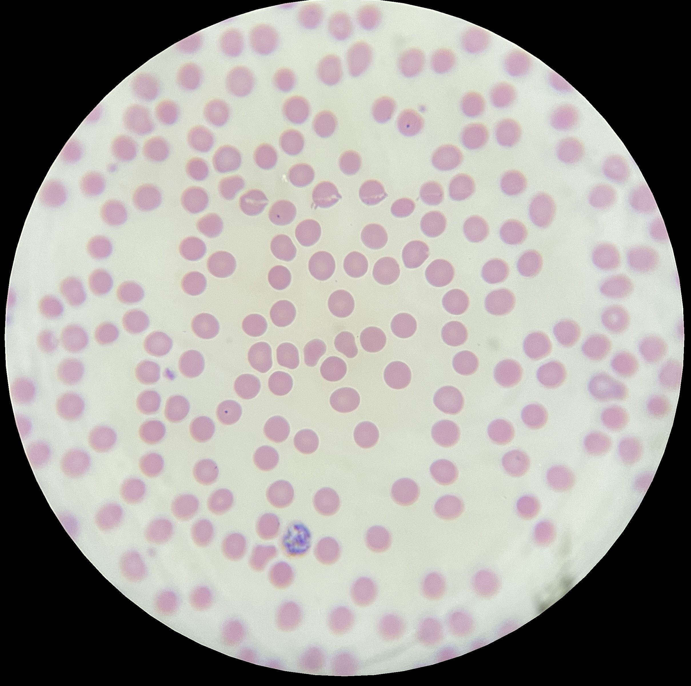 Sci Fair Classification Roboflow Universe