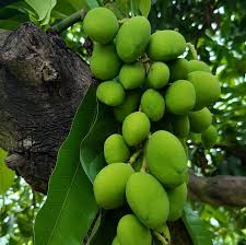 Mango Sorting Object Detection Dataset by araya