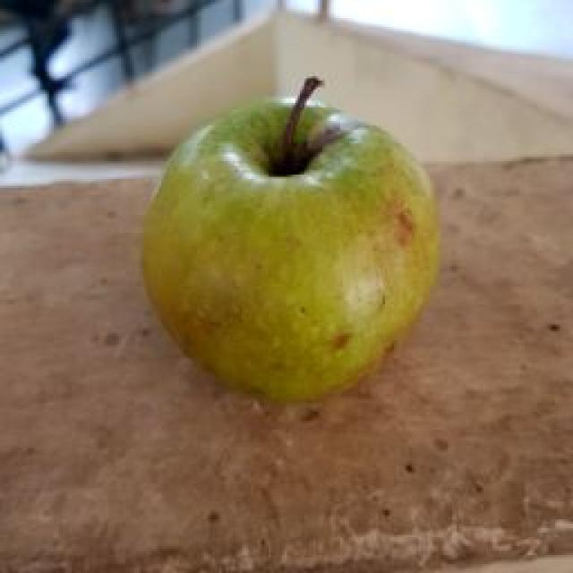 Rotten Fruit Detector Object Detection Model by Michael