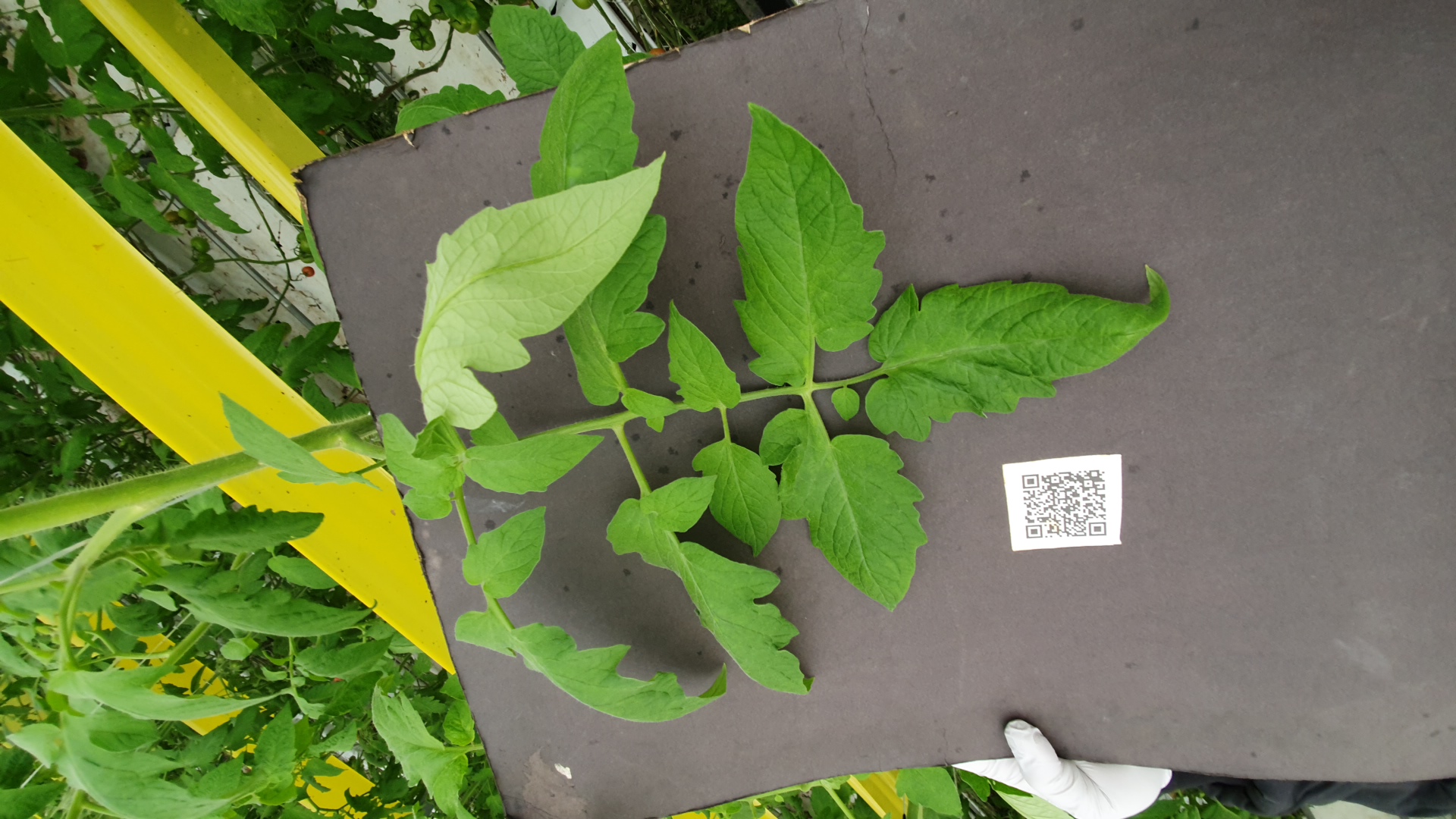 yolov5_test Object Detection Model by Seoul National University of ...