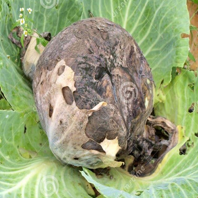 Cabbage Detection Object Detection Dataset And Pre Trained Model By