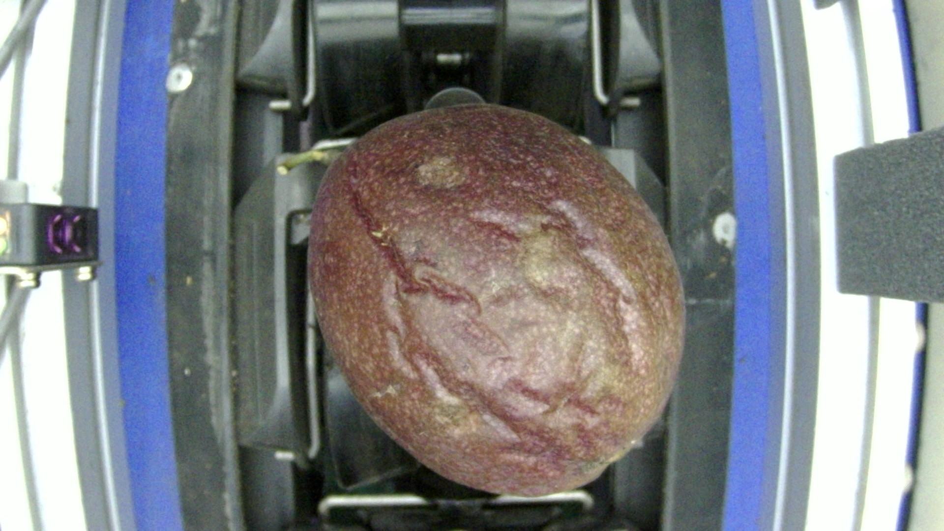 passion fruit Semantic Segmentation Model by batting