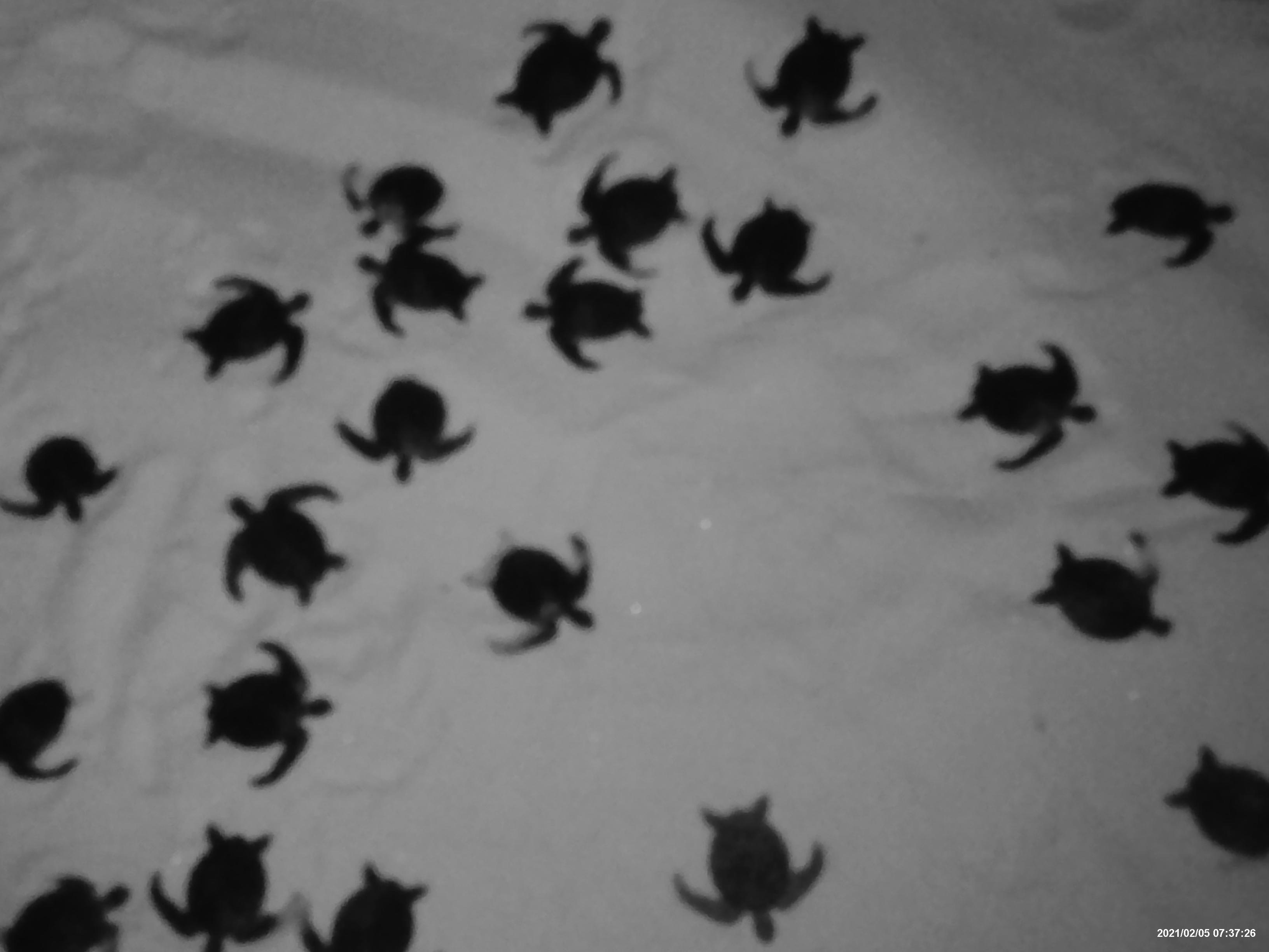 Turtle Hatchlings Detection Object Detection Model by Hatchlings