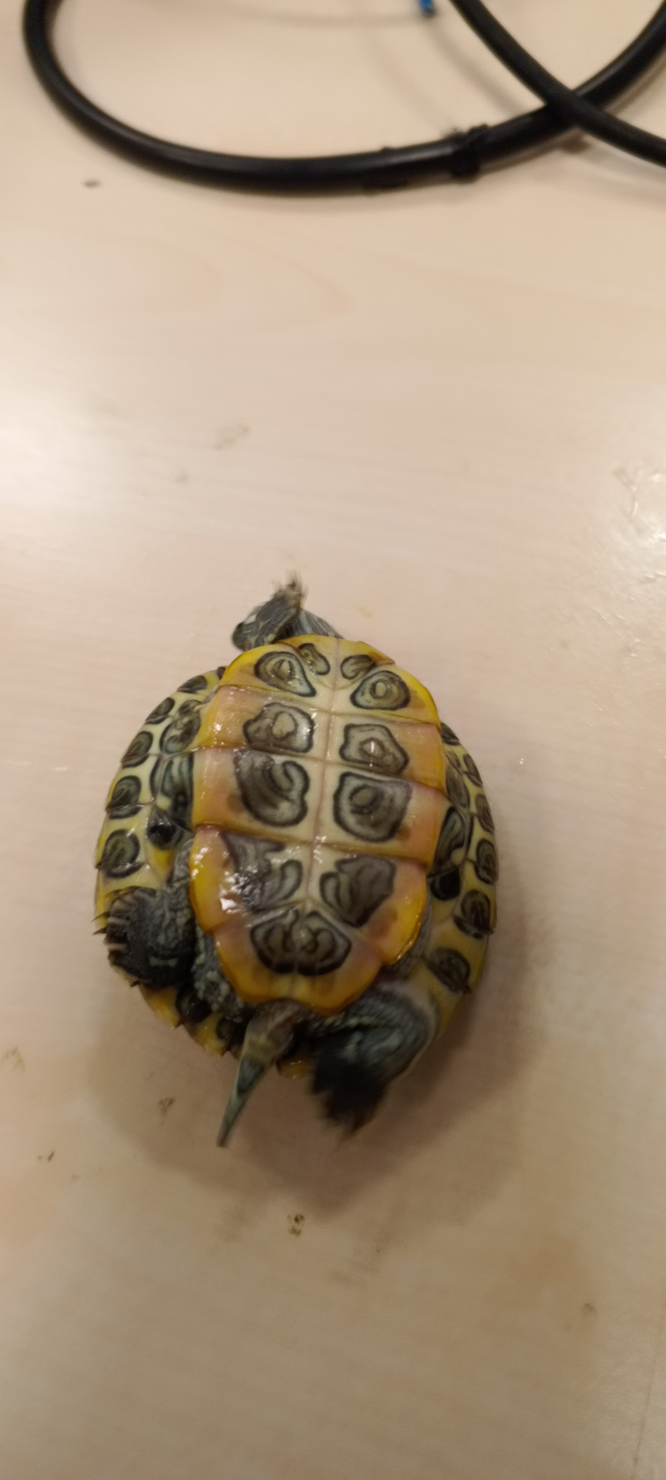 coco-and-turtle-manual Object Detection Dataset by Hatchlings