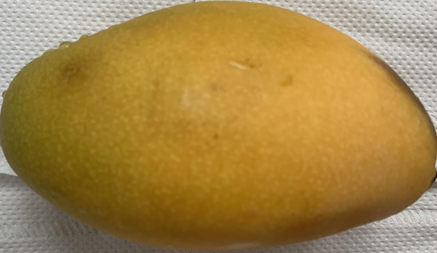 classify ripeness of mango Classification Model by tomato