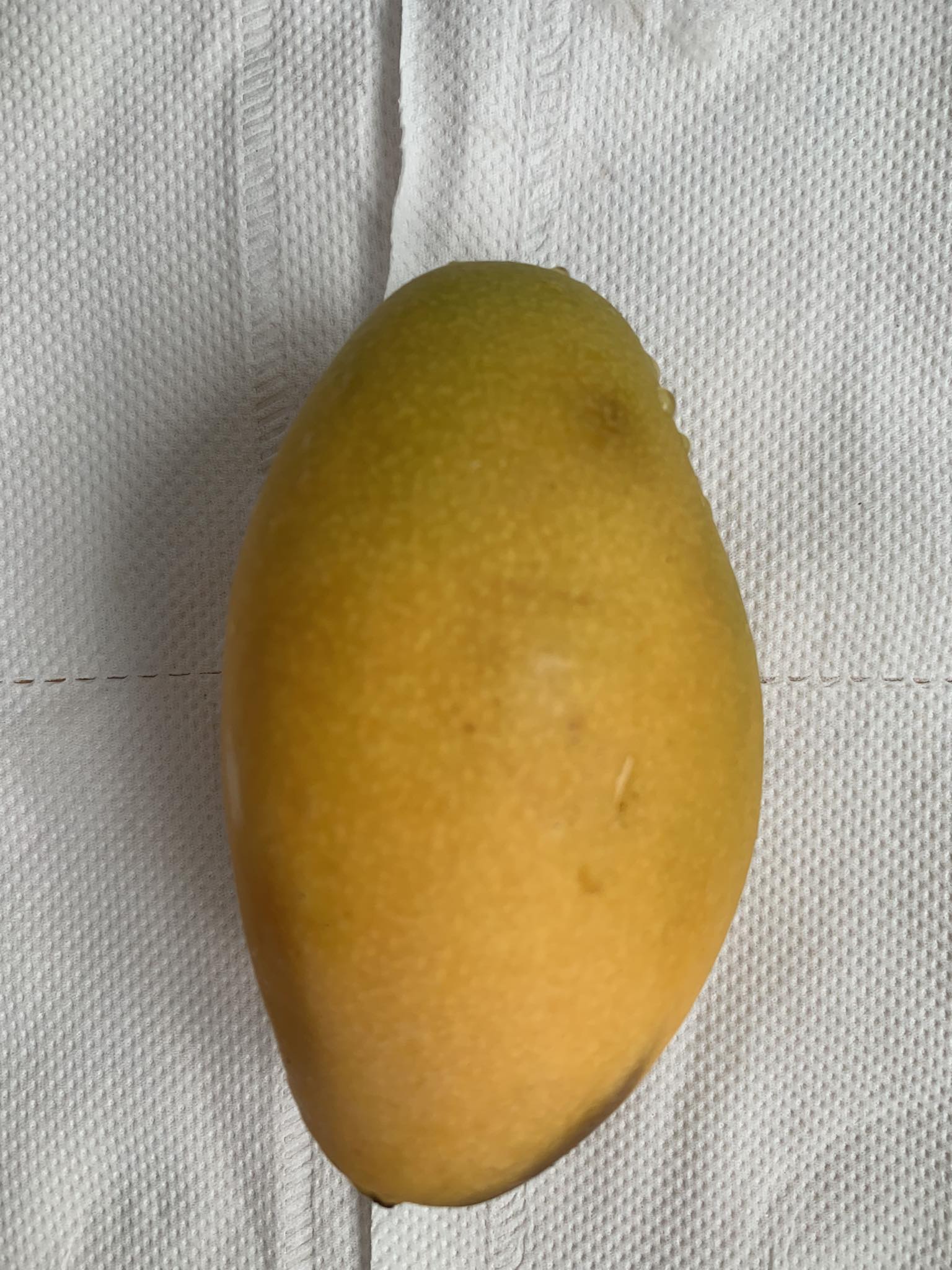 Mango Detection Object Detection Dataset And Pre Trained Model By Tomato